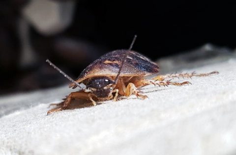 Starting a Dubia Roach Colony: Ultimate Setup Guide - The Bug Shed