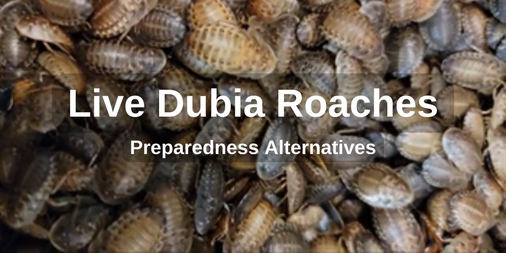 Live Dubia Roaches: Preparedness Alternatives - The Bug Shed