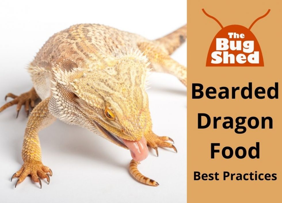 Bearded Dragon Food Best Practices - The Bug Shed