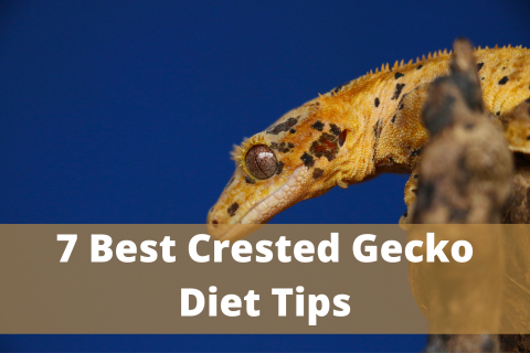 7 Best Crested Gecko Diet Tips - The Bug Shed
