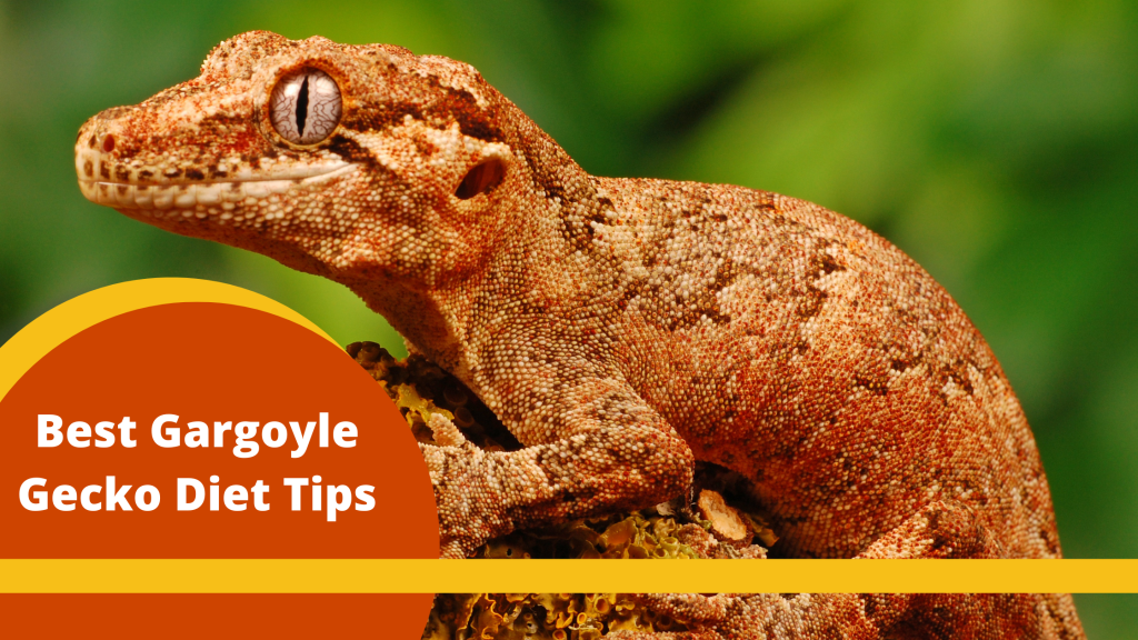 Best Gargoyle Gecko Diet Tips - The Bug Shed