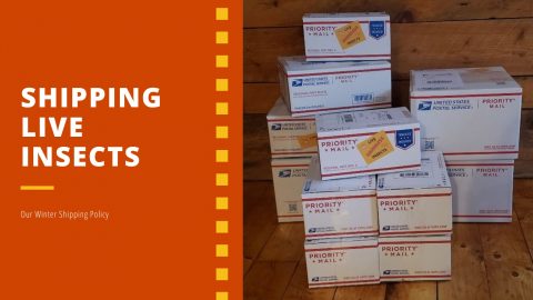 Shipping Live Insects: Our Winter Shipping Policy - The Bug Shed
