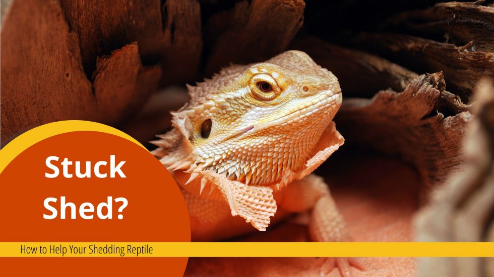 Stuck Shed? Here's What to do For Your Shedding Reptile - The Bug Shed
