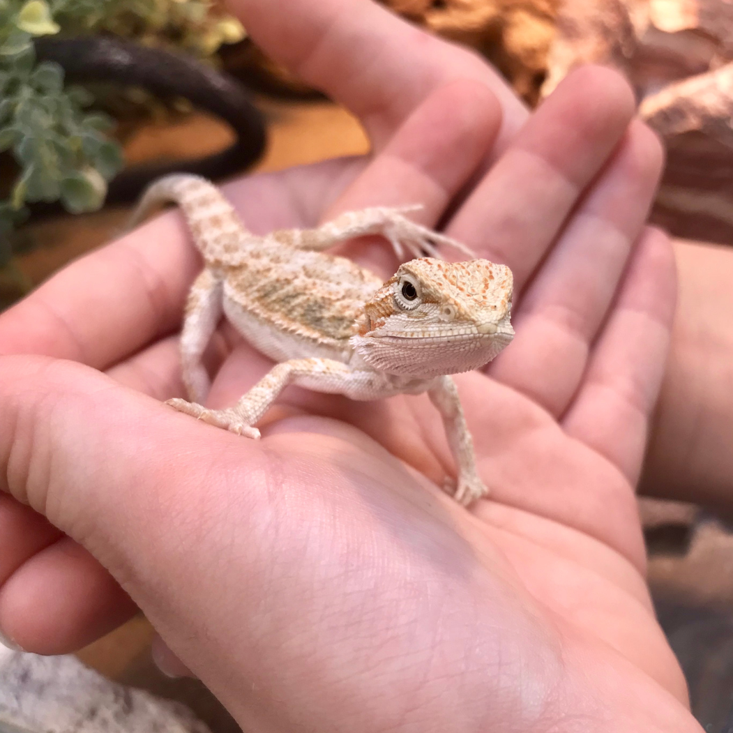 Reptiles: Understanding the Bond, Love, and Affection They Share with ...