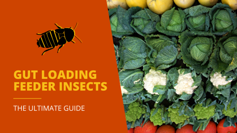 Gut Loading Feeder Insects: The Ultimate Guide - The Bug Shed