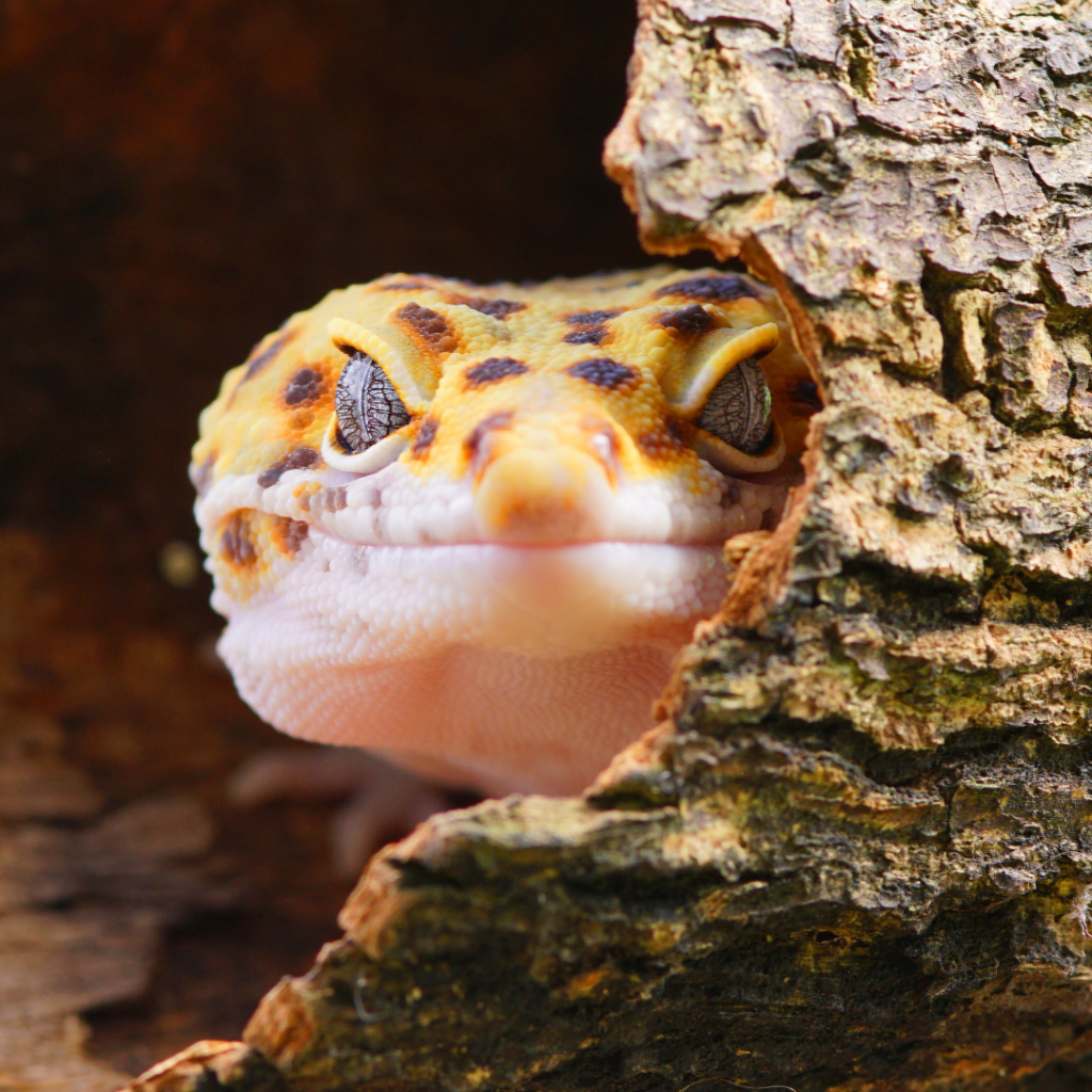 Understanding Metabolic Bone Disease in Reptiles: The Silent Threat to ...