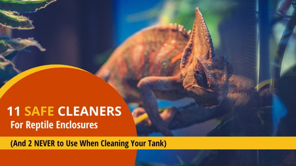 11 Safe Cleaners for Reptile Enclosures (+2 You Should NEVER Use) - The ...